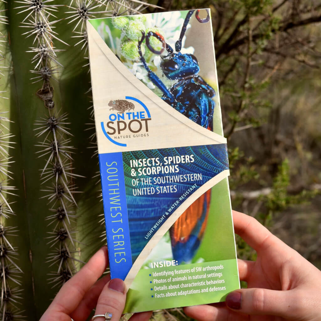 Insects, Spiders and Scorpions of the Southwestern United States - On ...